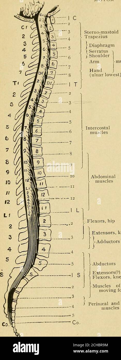 . Lateral curvature of the spine and round shoulders . herefore largely ...
