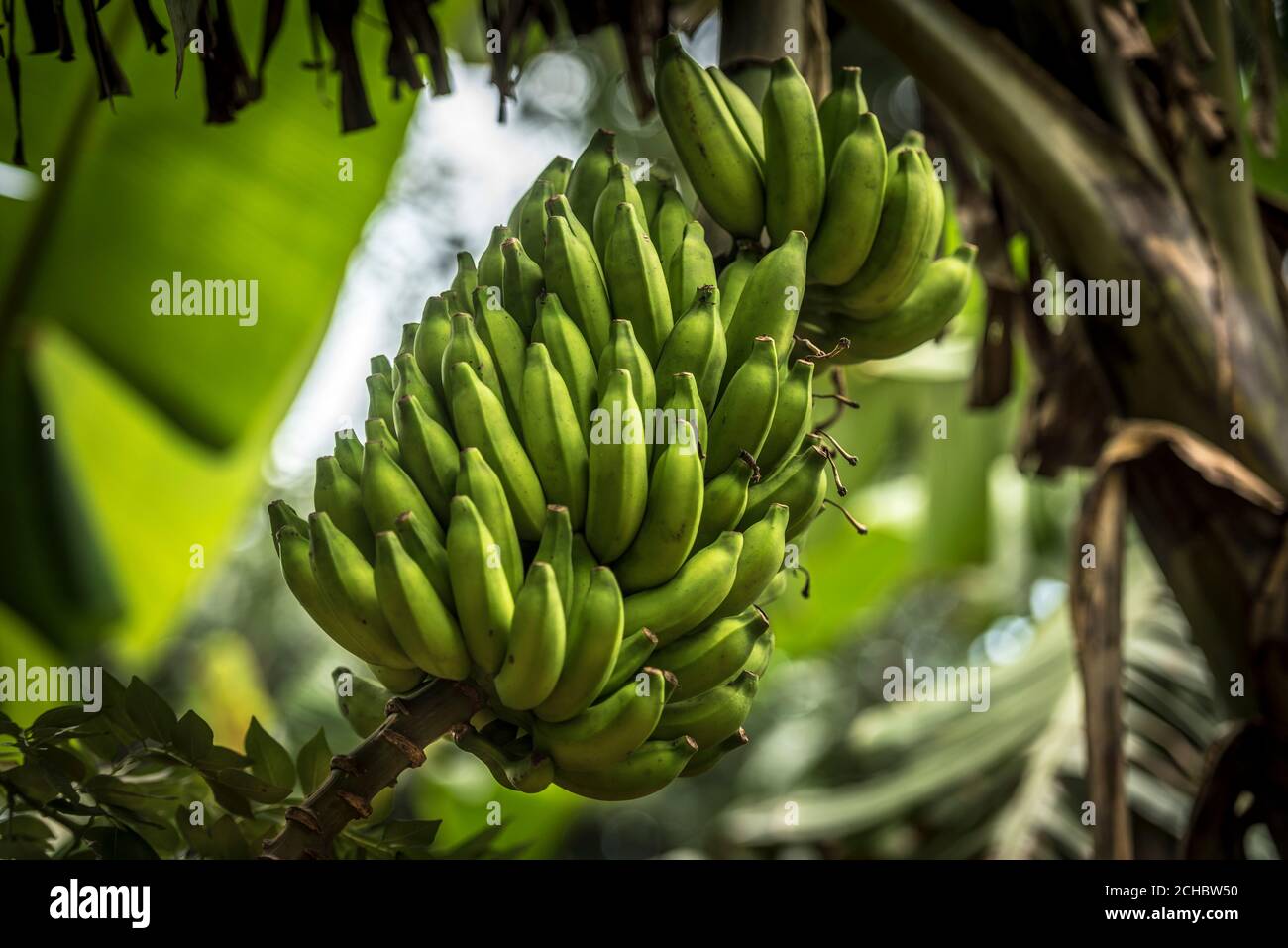 Fruit plantation hi-res stock photography and images - Alamy