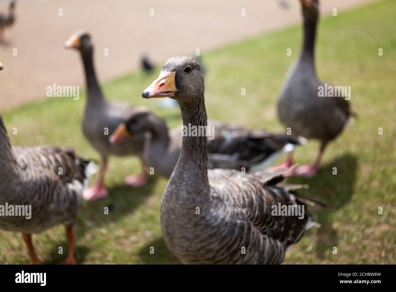 Angry geese hi-res stock photography and images - Alamy