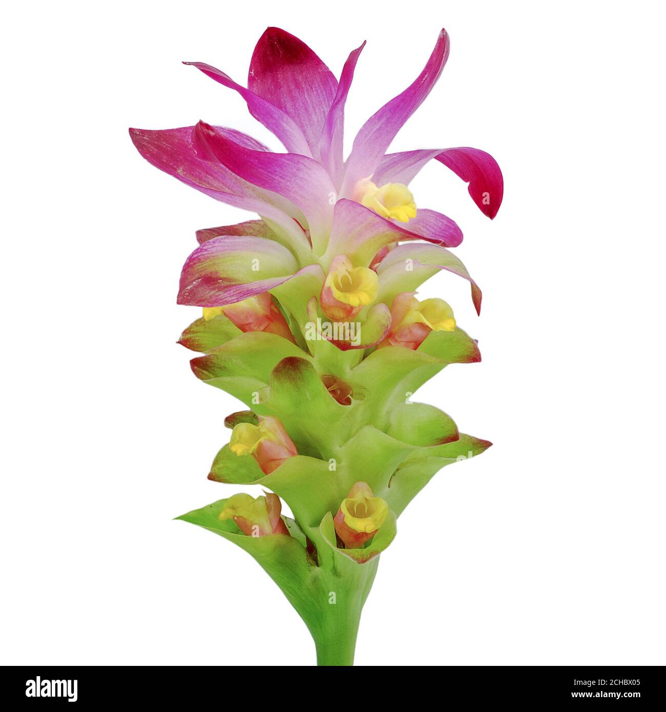 Turmeric flower isolated on white background Stock Photo - Alamy