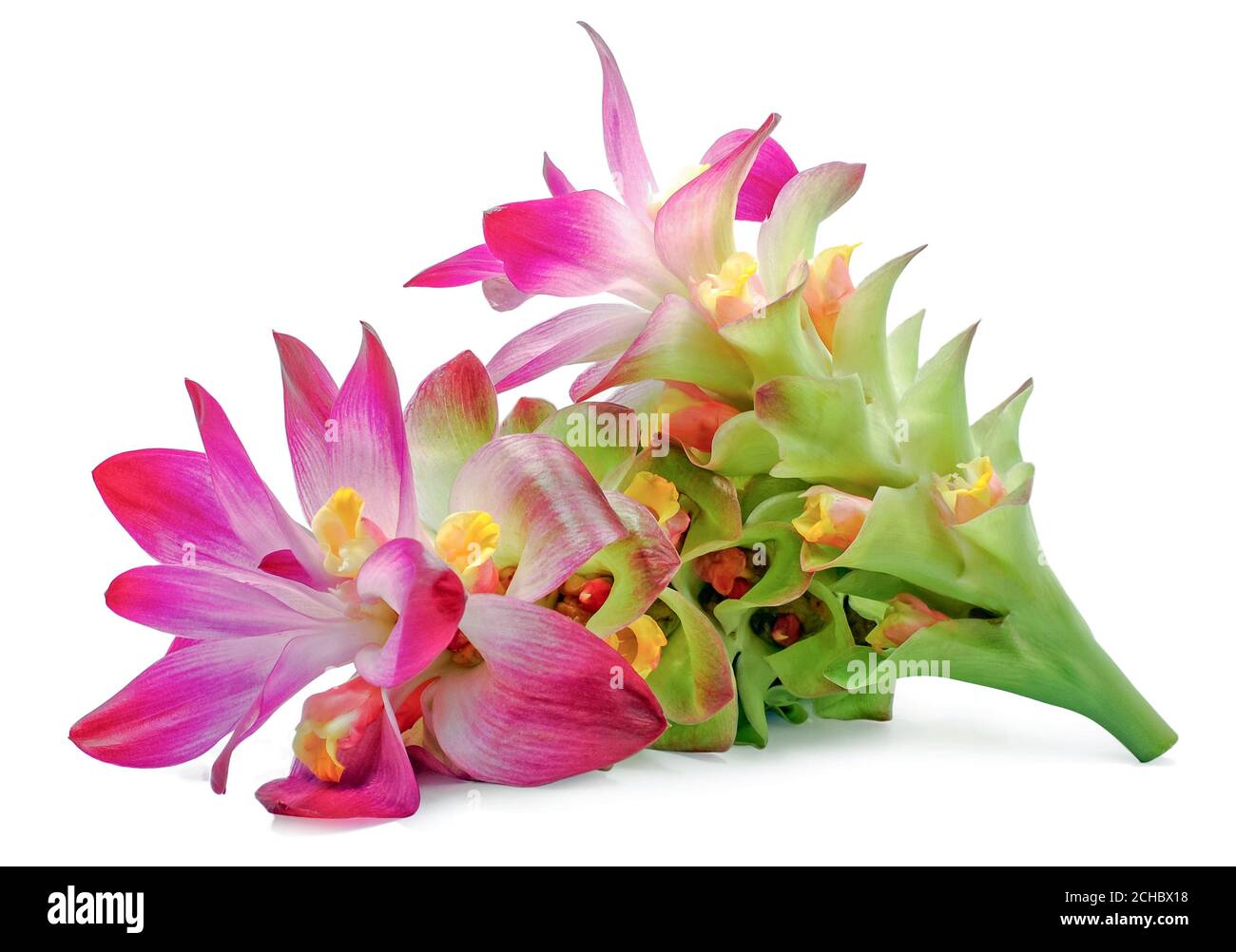 Turmeric flower isolated on white background Stock Photo - Alamy