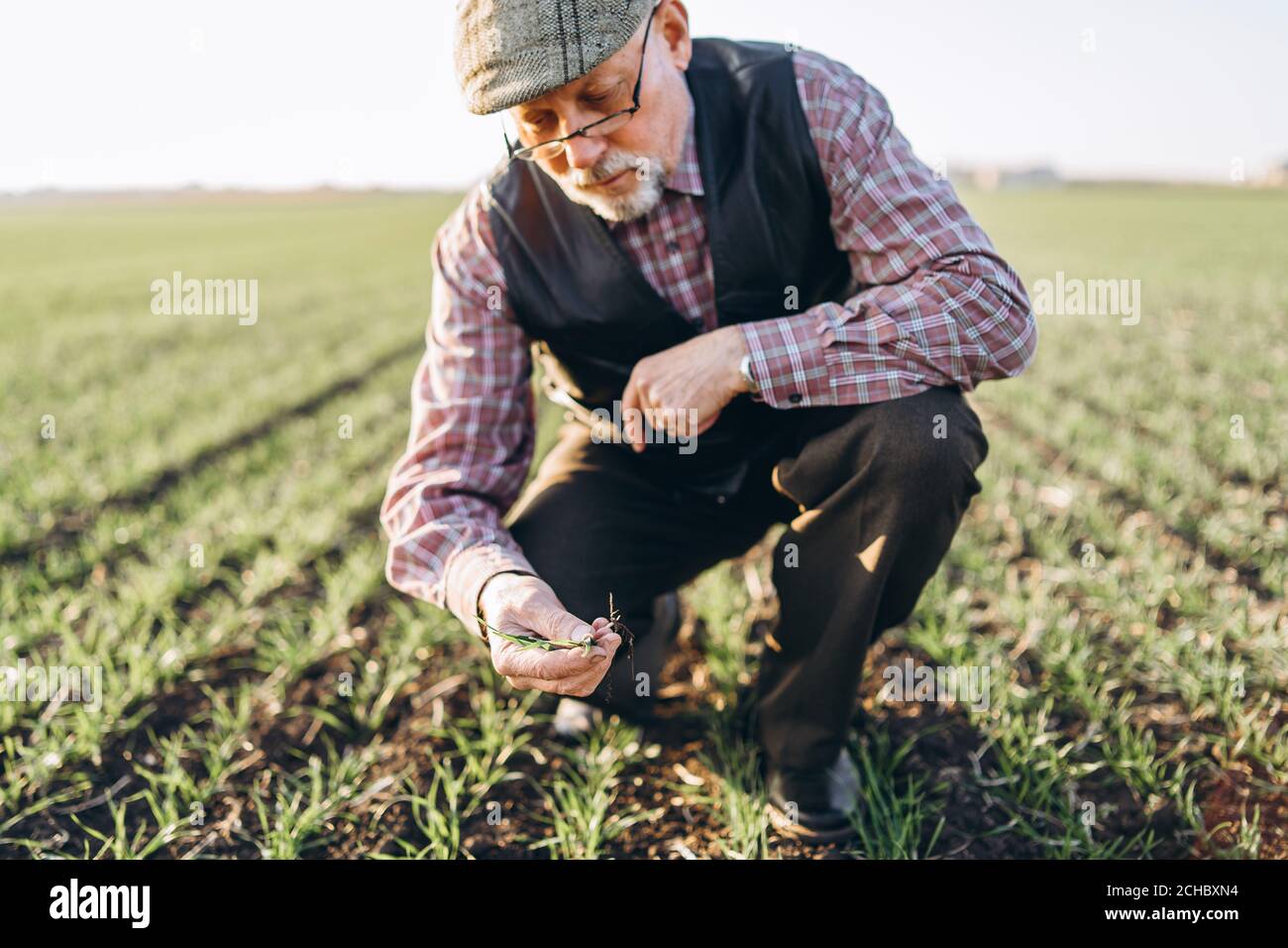 Farmer walking wheat field examining hi-res stock photography and ...
