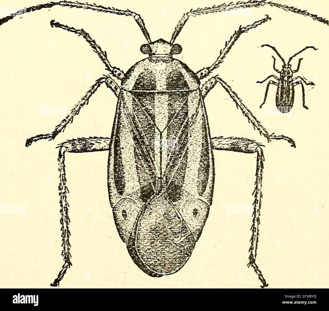 . Injurious insects and the use of insecticides [microform] : a new ...