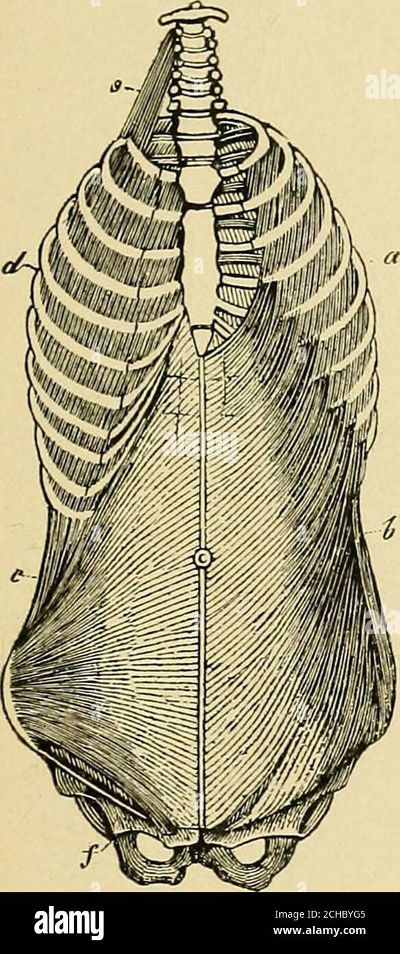. Lateral curvature of the spine and round shoulders . ibs, from their ...