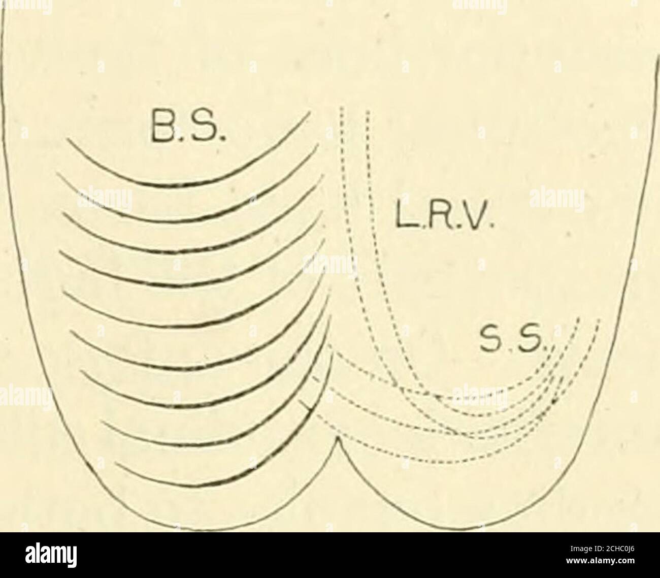 . The American journal of anatomy . 35 Stock Photo - Alamy