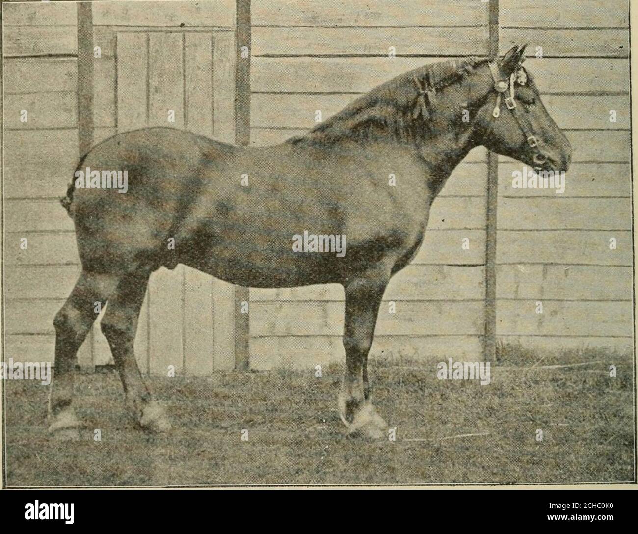 . The horse, in the stables and the field: his varieties, management in ...