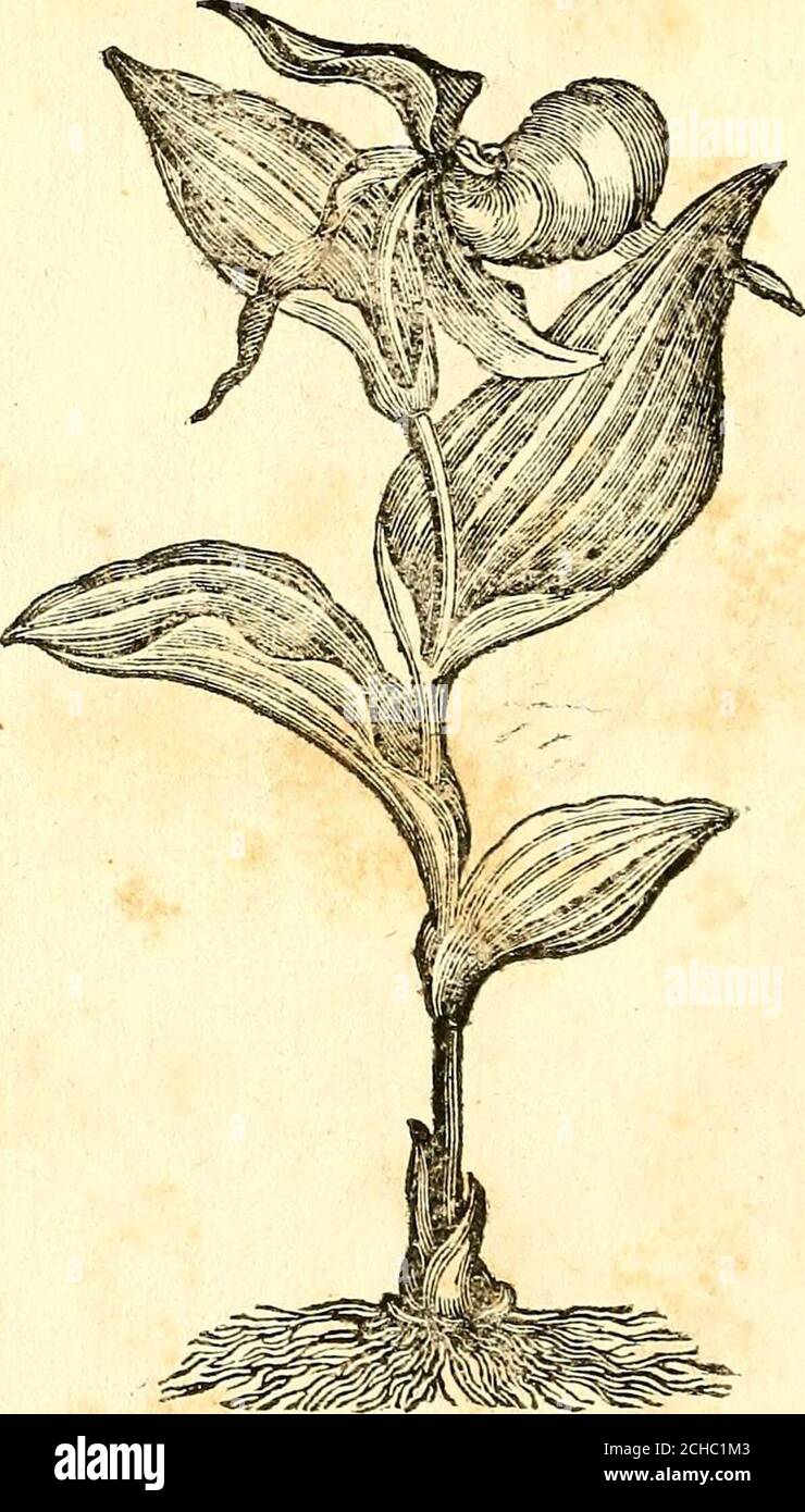 Squaw root hi-res stock photography and images - Alamy