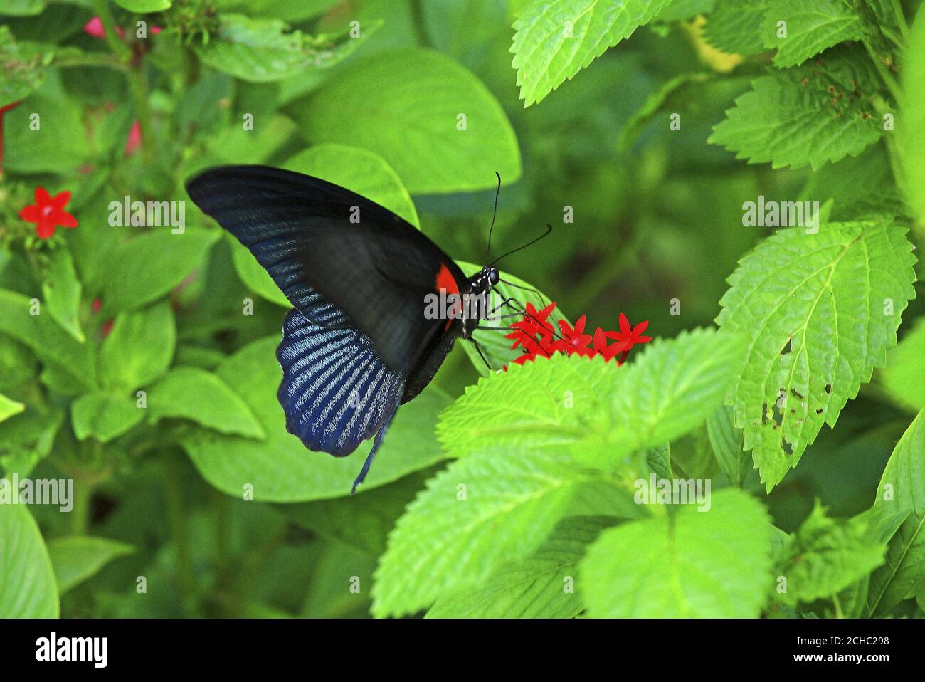 Great swallowtail butterfly Stock Photo - Alamy