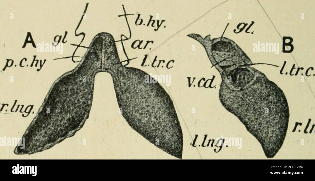 . The biology of the frog . — The sound-producing organs ofthe frog are ...