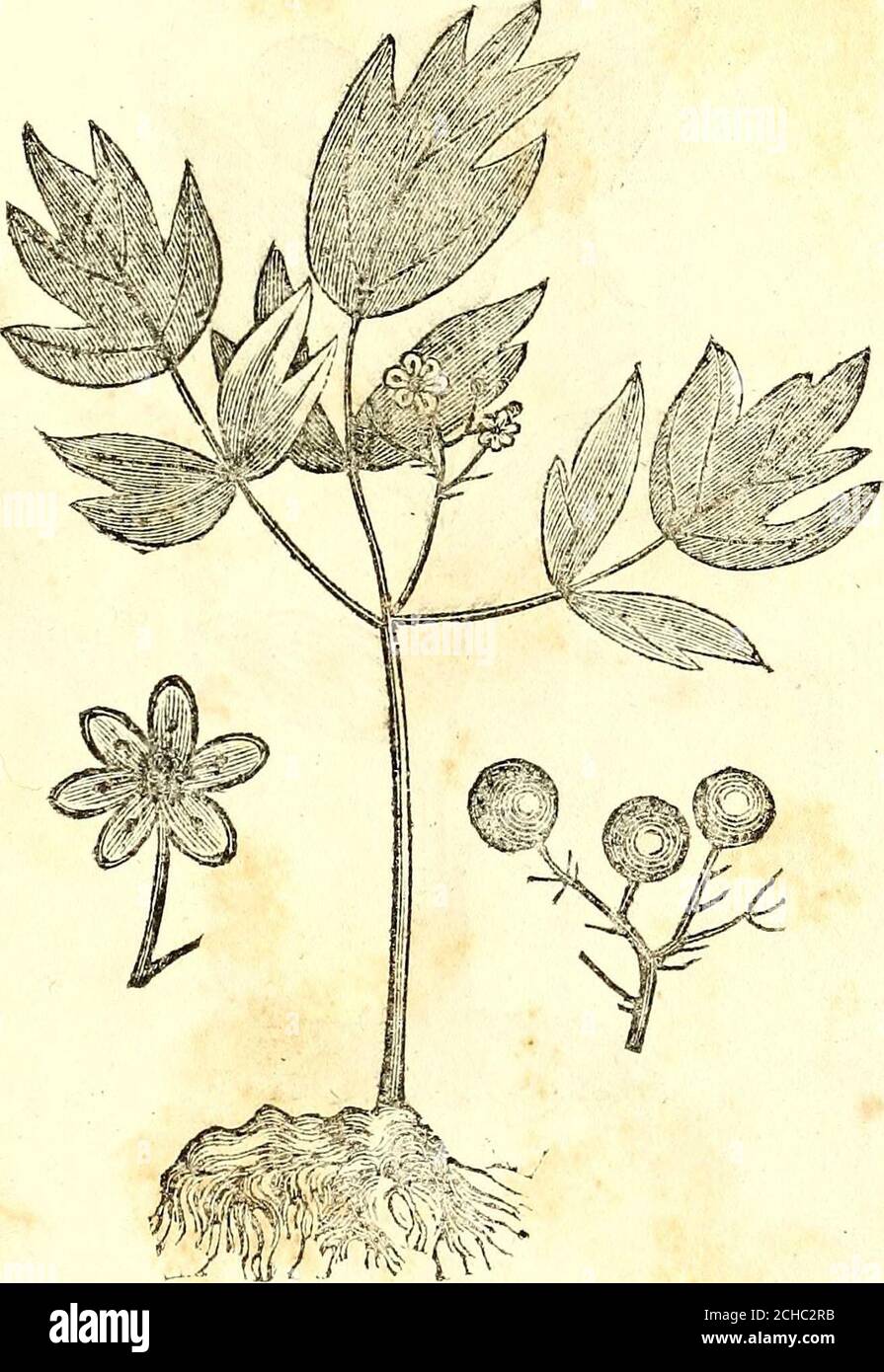 Squaw root hi-res stock photography and images - Alamy