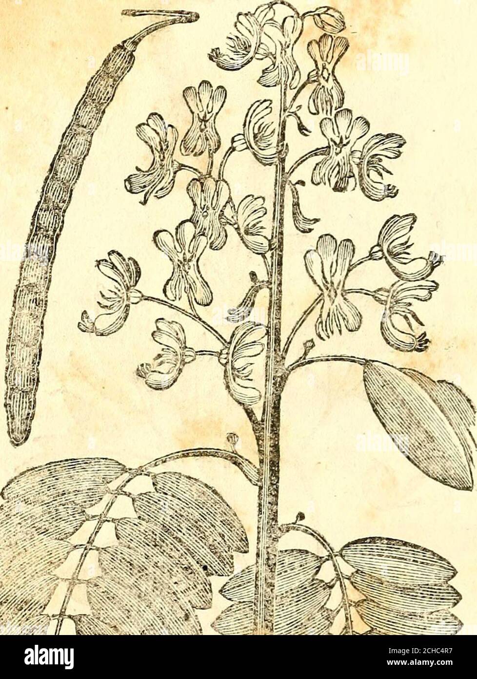 Squaw root hi-res stock photography and images - Alamy