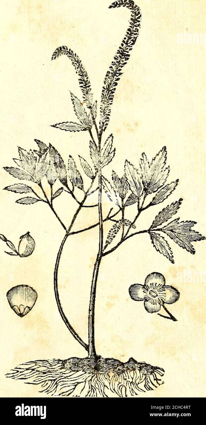 . An improved system of botanic medicine; founded upon correct ...