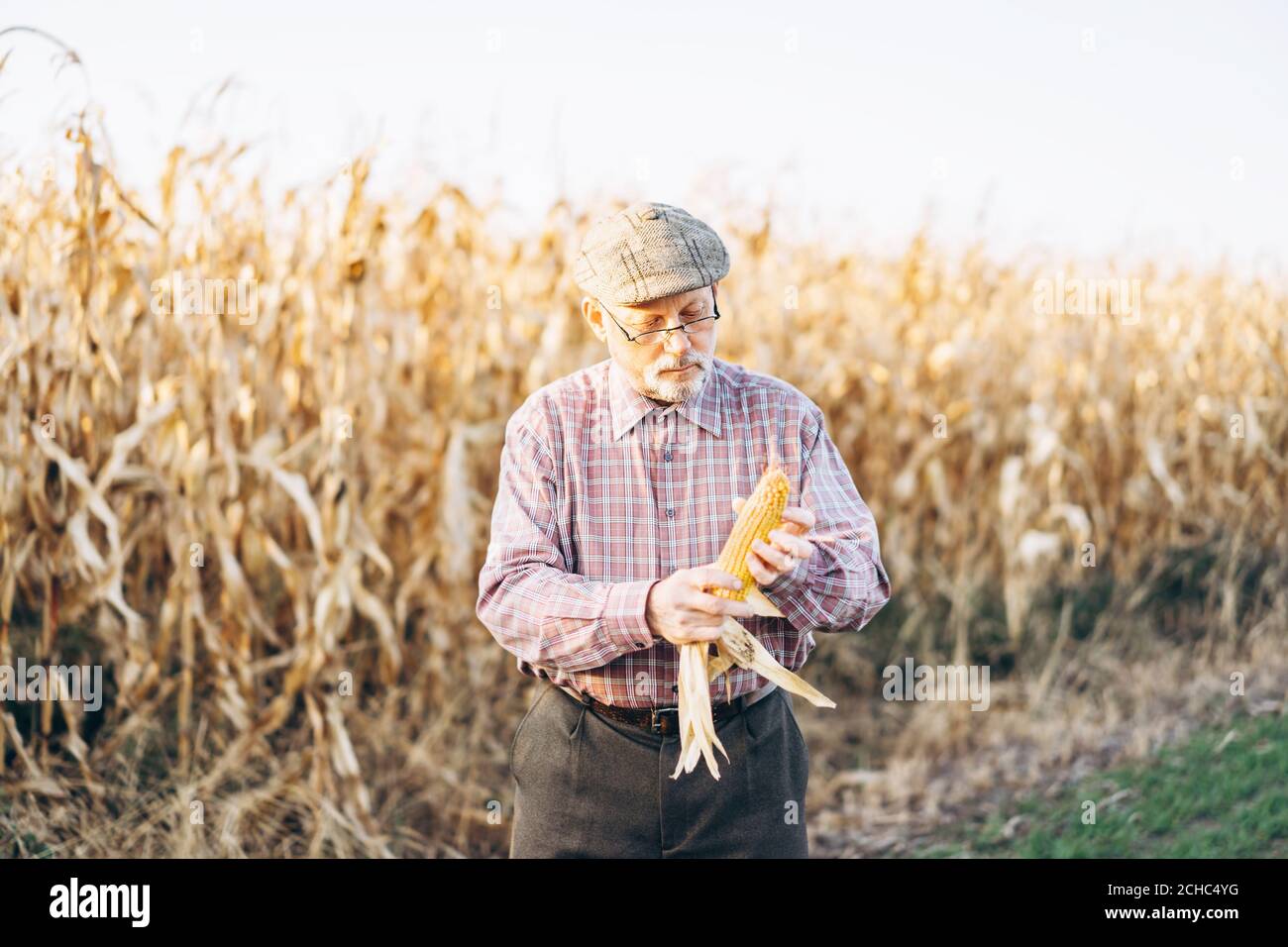 Farmer walking wheat field examining hi-res stock photography and ...