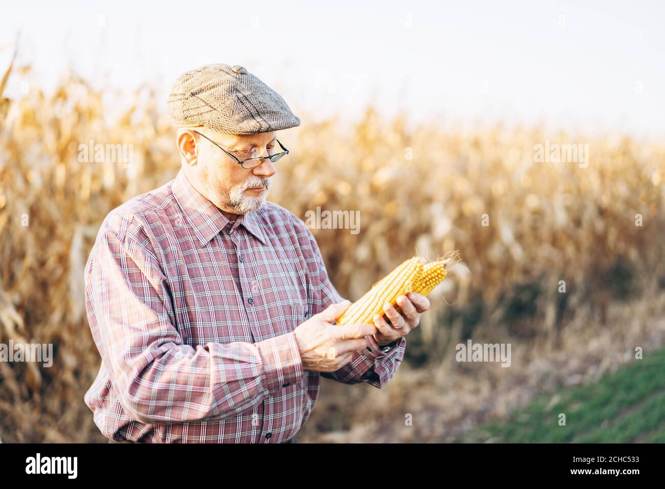 Farmer walking wheat field examining hi-res stock photography and ...