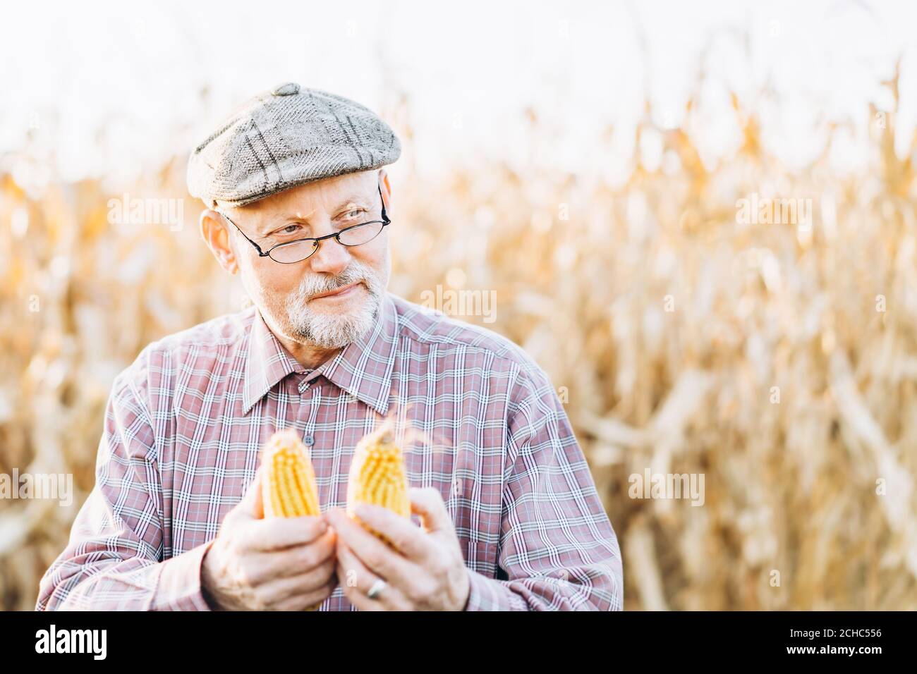 Farmer walking wheat field examining hi-res stock photography and ...