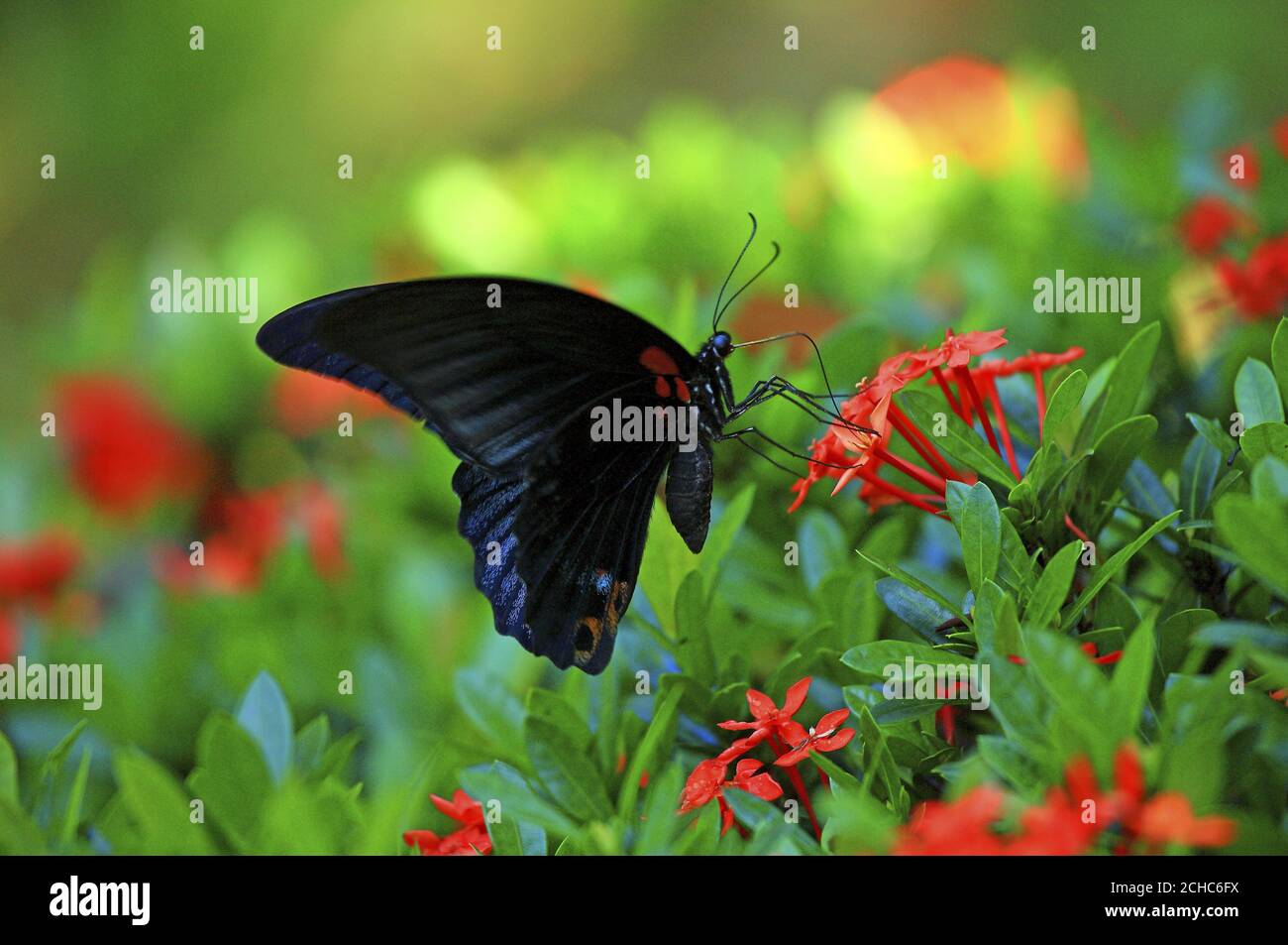 Great swallowtail butterfly Stock Photo - Alamy
