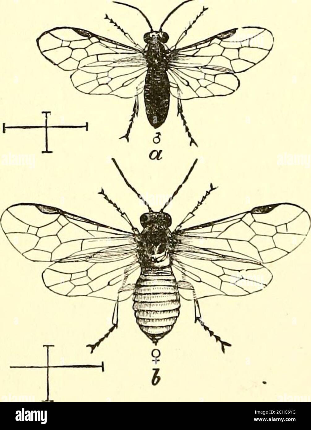 Commonpest hi-res stock photography and images - Alamy