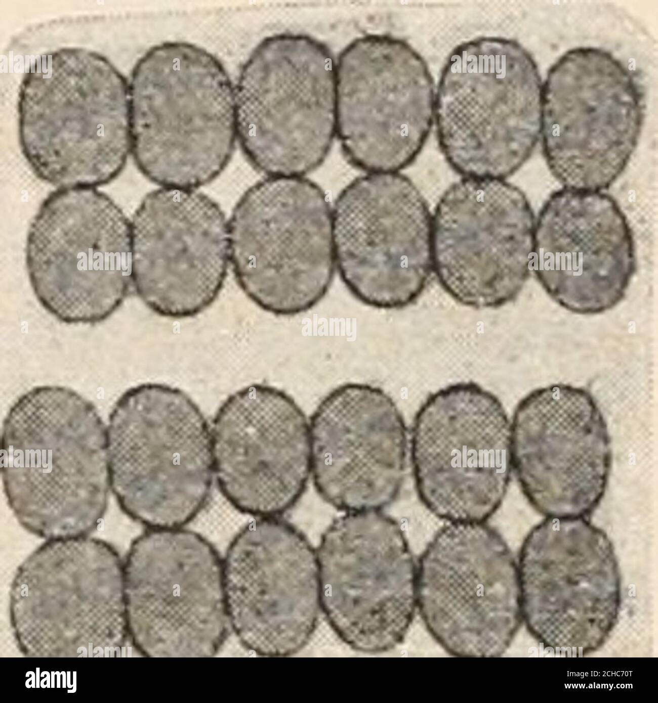 . Algæ. Vol. I. Myxophyceæ, Peridinieæ, Bacillarieæ, Chlorophyceæ ...