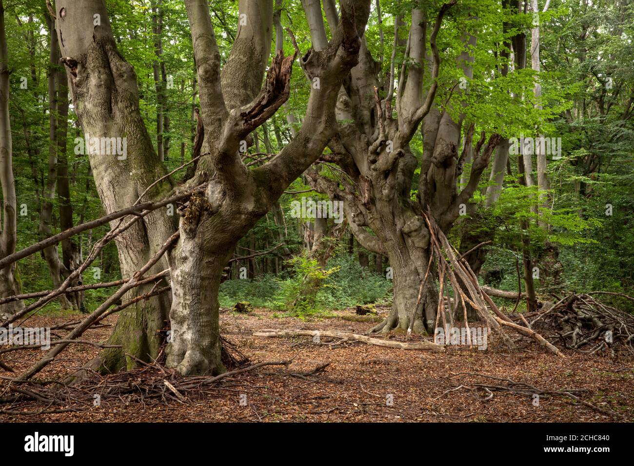 head beeches in the Waldau area in the Kottenforst, also called ghost ...