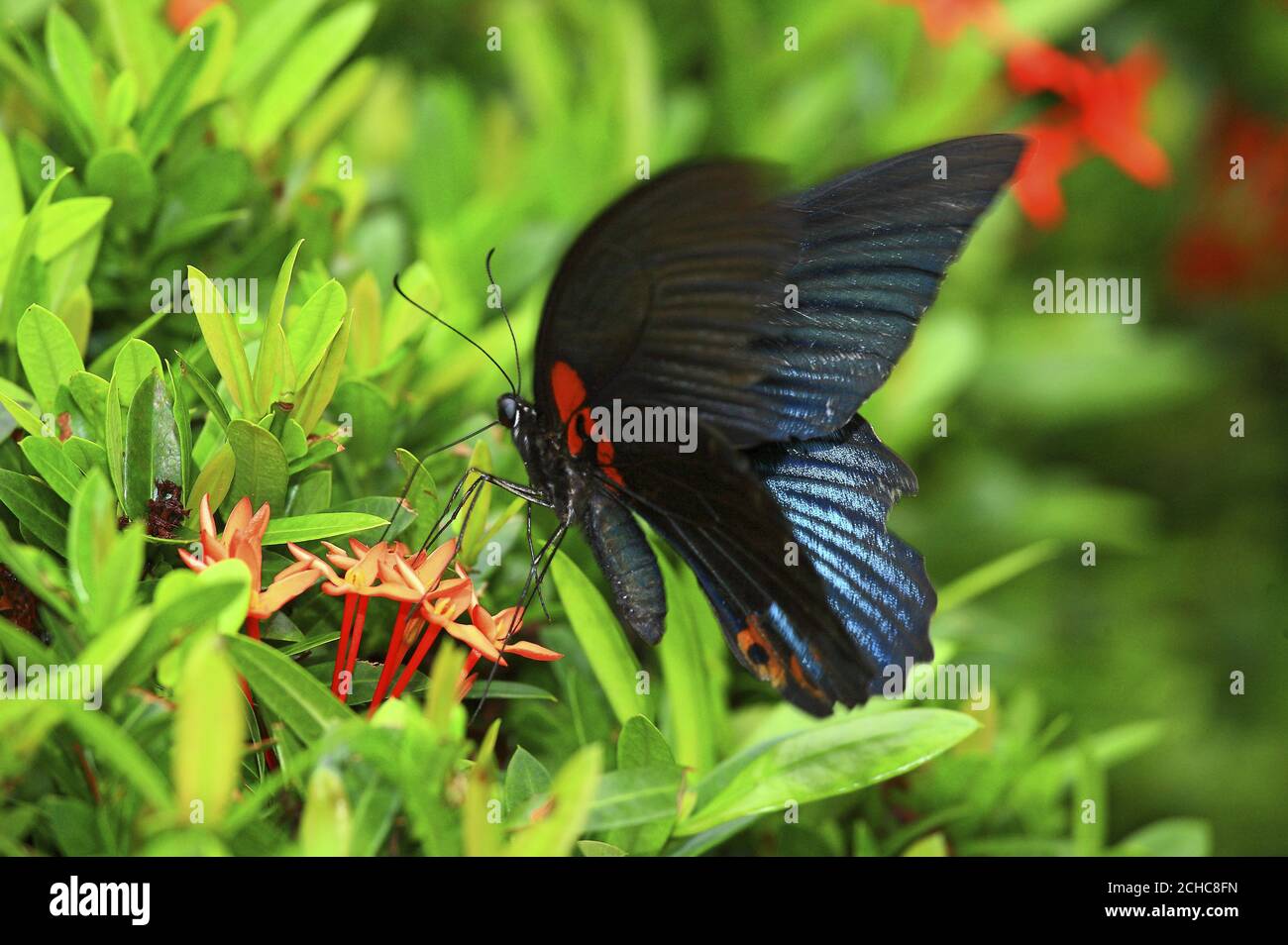 Great swallowtail butterfly Stock Photo - Alamy