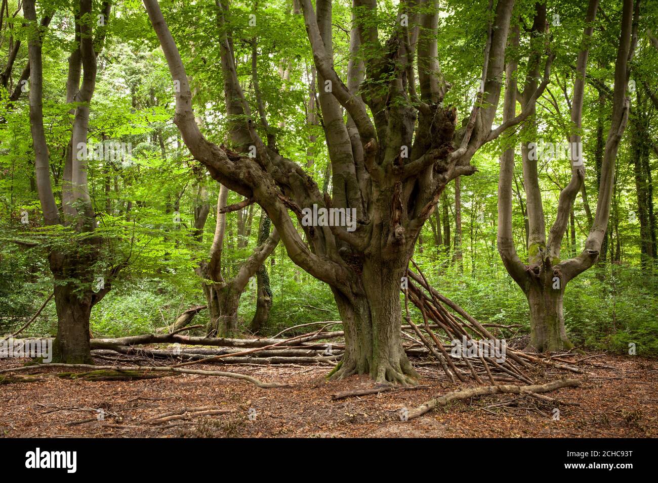 head beeches in the Waldau area in the Kottenforst, also called ghost ...