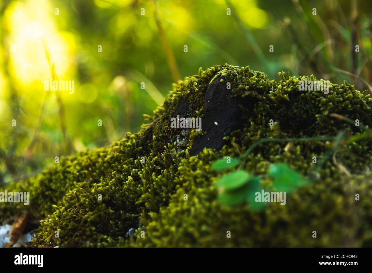 Beautiful moss on stone and wood, macrocosm of nature and exotic plants ...