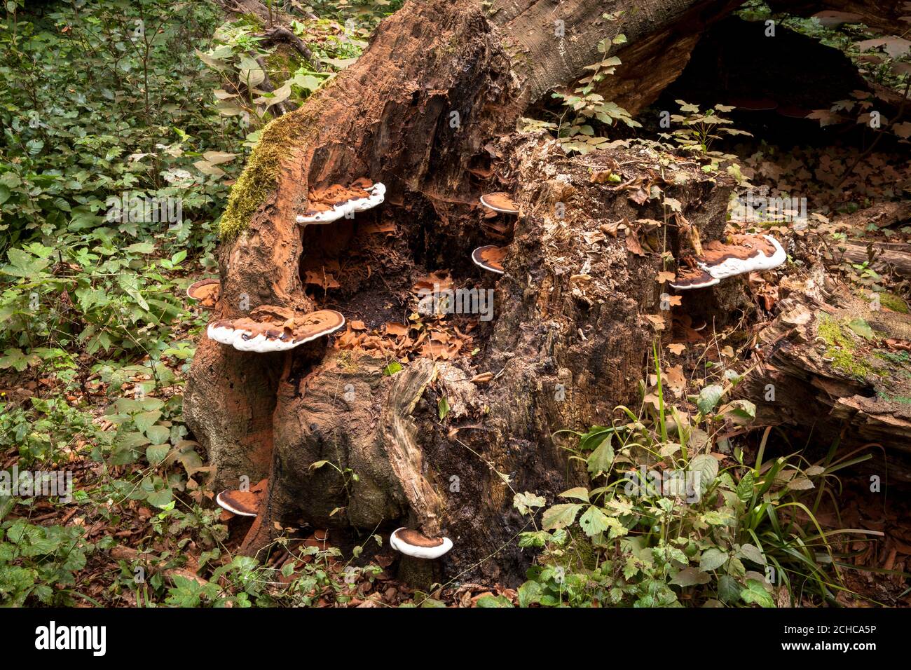mushrooms grow on a fallen tree in the Waldau area in the Kottenforst ...