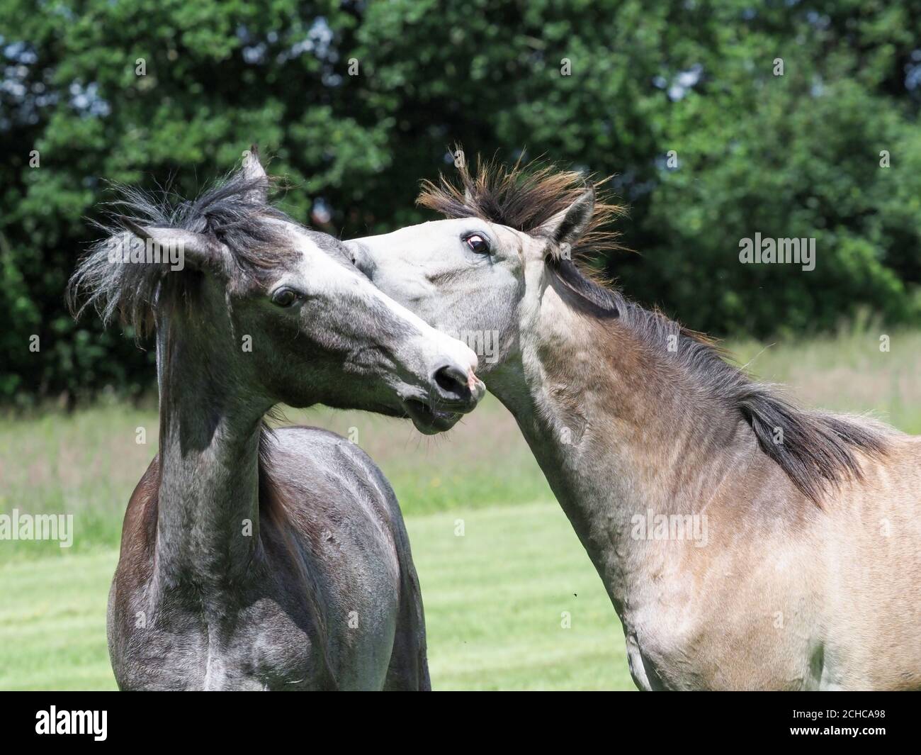 Two young colts play fight in a paddock Stock Photo - Alamy