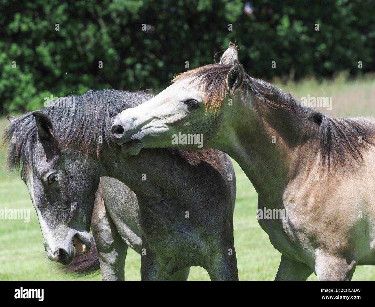 Colt group hi-res stock photography and images - Alamy