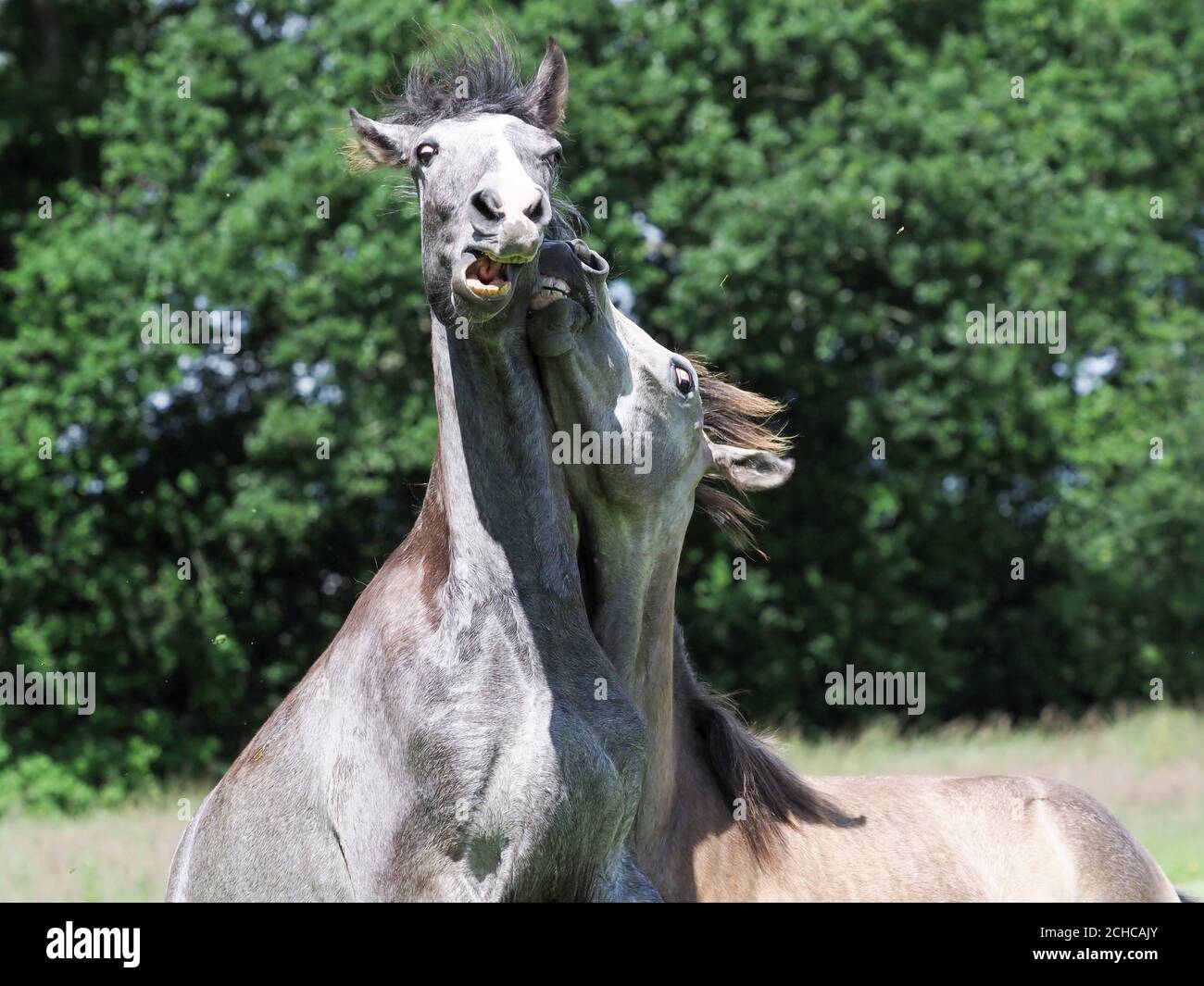Two young colts play fight in a paddock Stock Photo - Alamy
