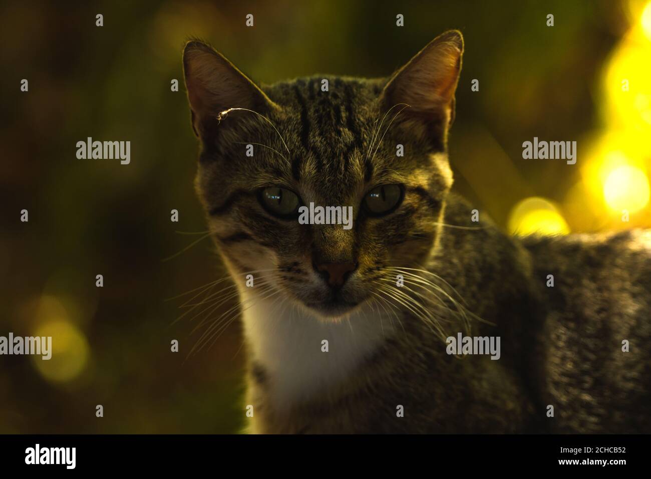 Beautiful young fluffy tabby cat with staring look - portrait in a ...