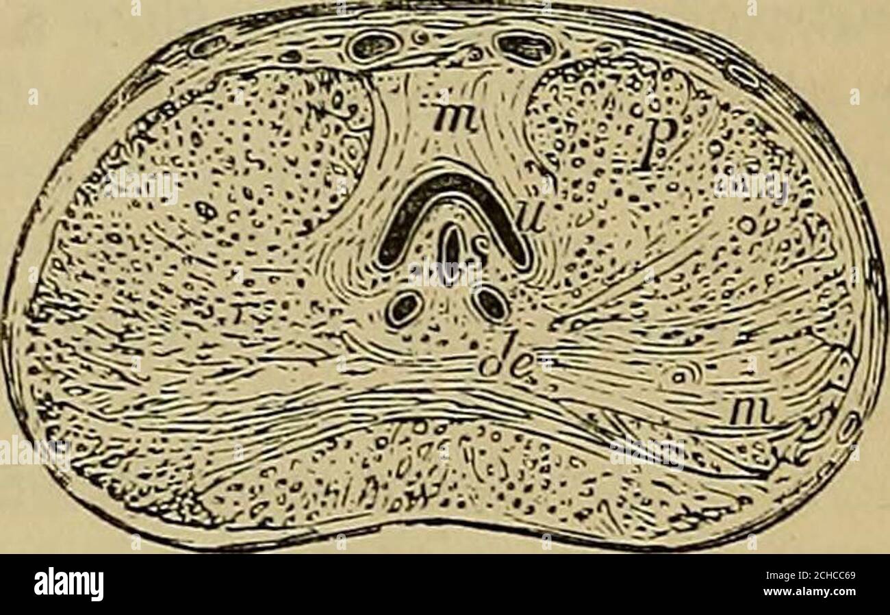 Subpubic hi-res stock photography and images - Alamy