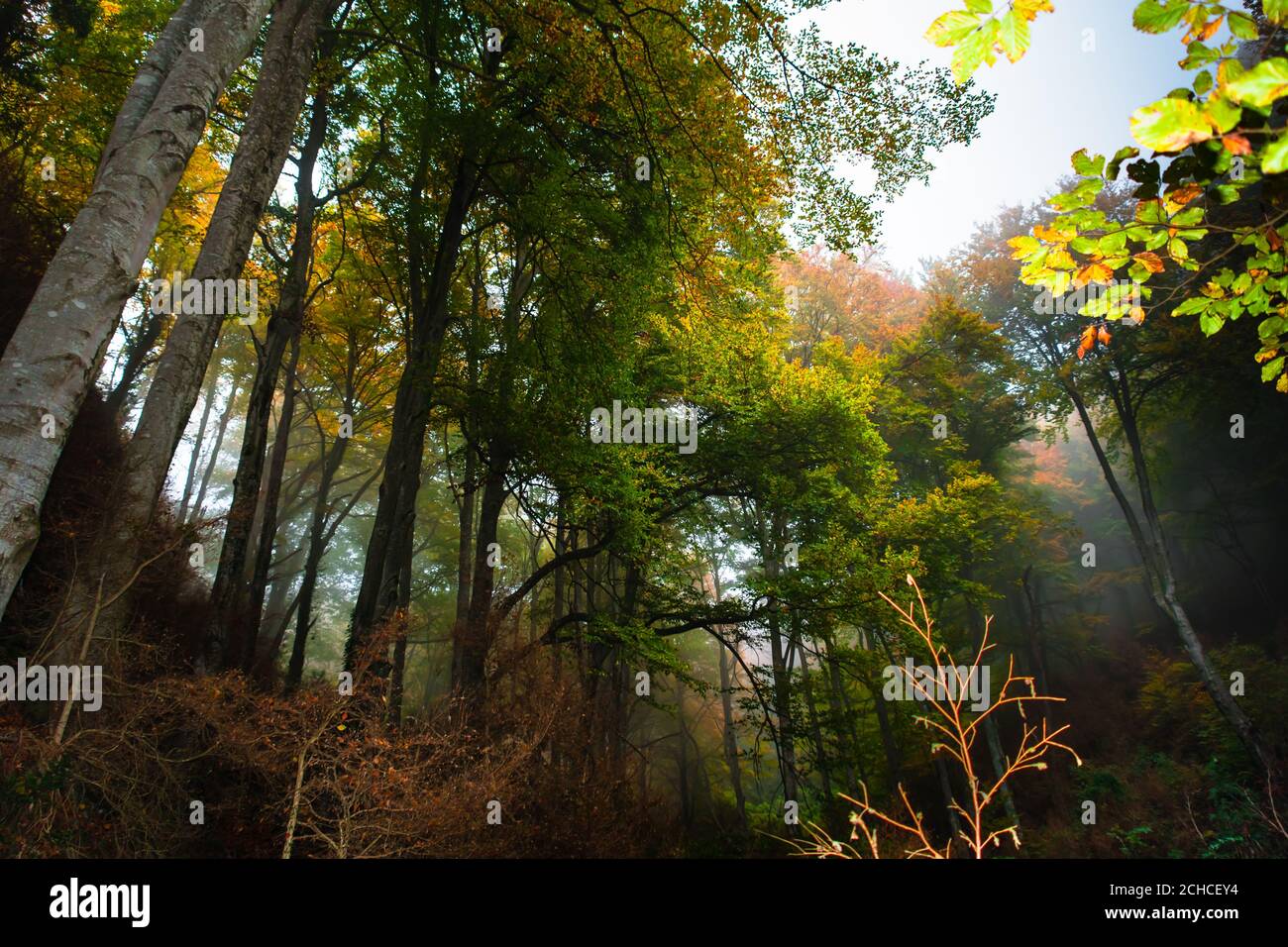 Autumn landscape in the forest of La Fageda de Grevolosa, Barcelona ...