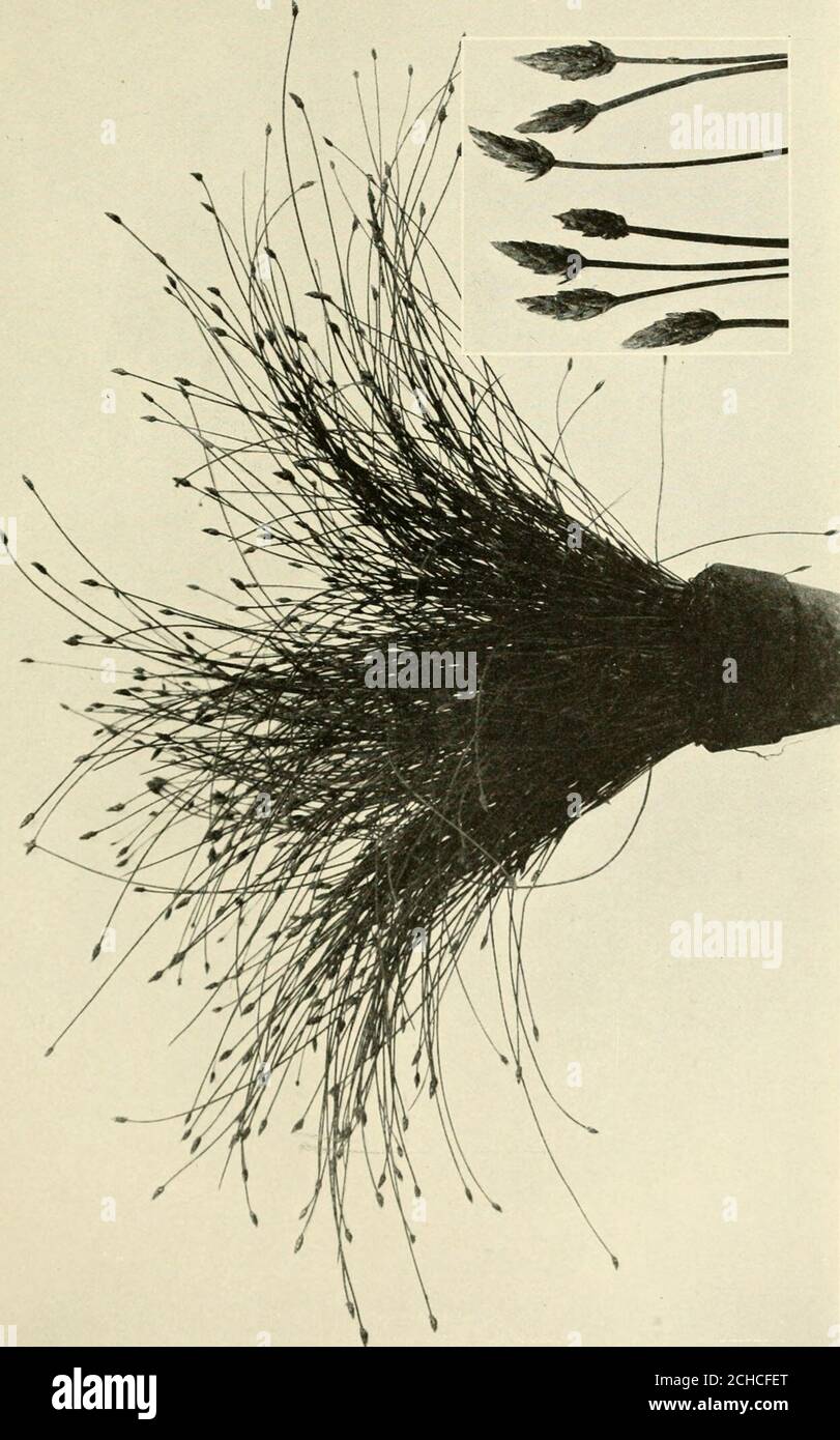 . The book of grasses : an illustrated guide to the common grasses, and ...