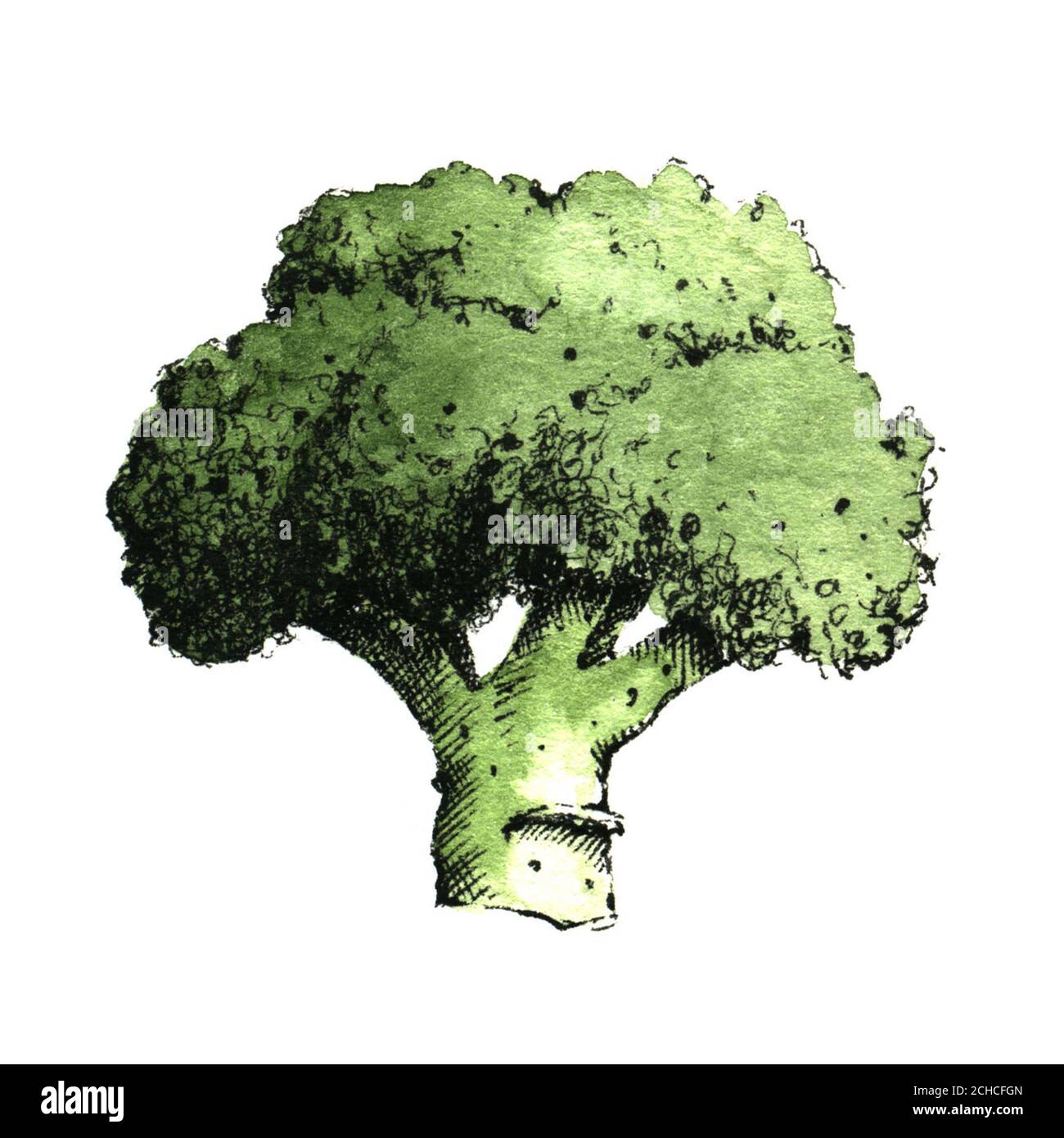Broccoli drawing hi-res stock photography and images - Alamy