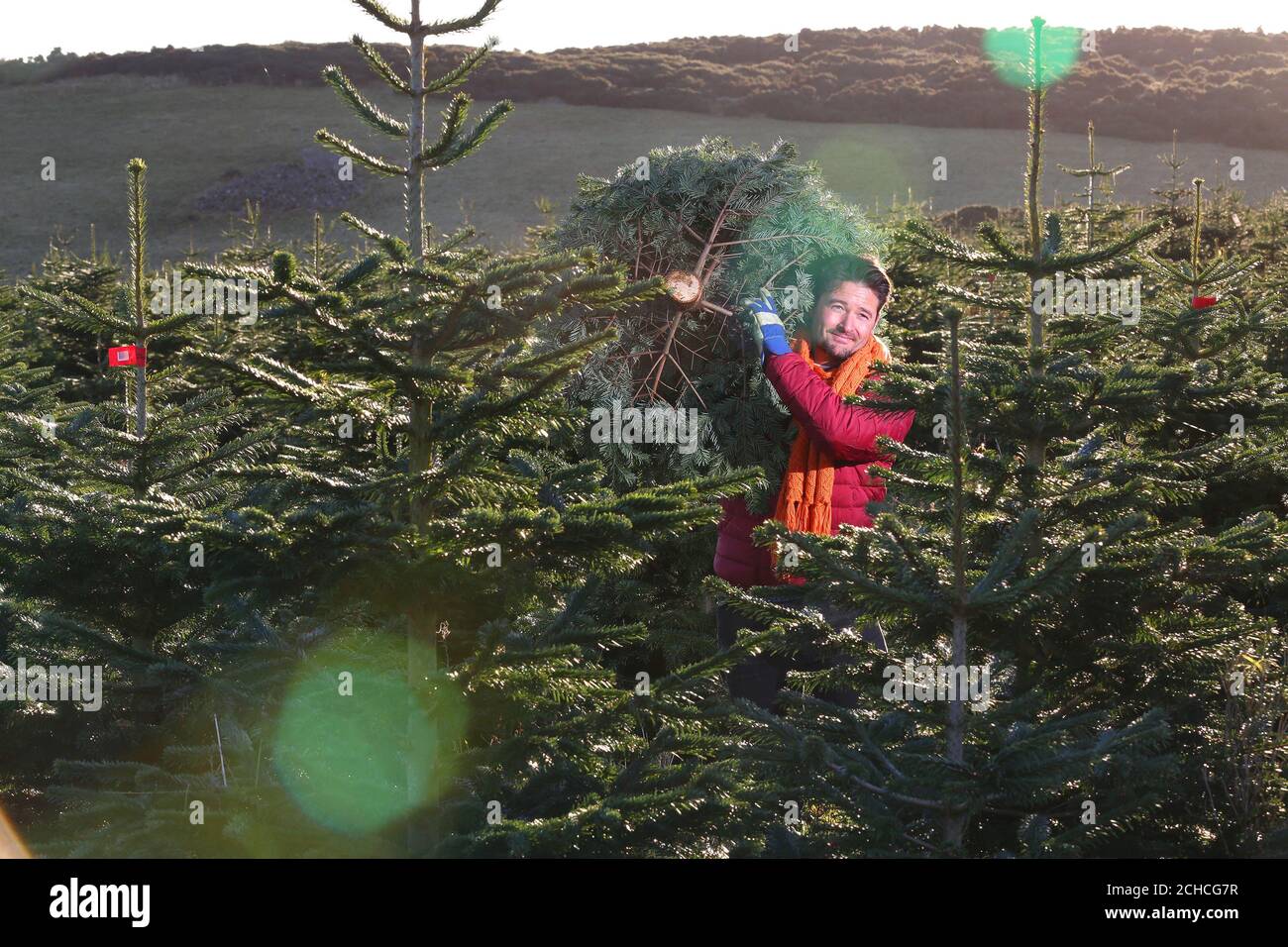 Consumertrees hi-res stock photography and images - Alamy