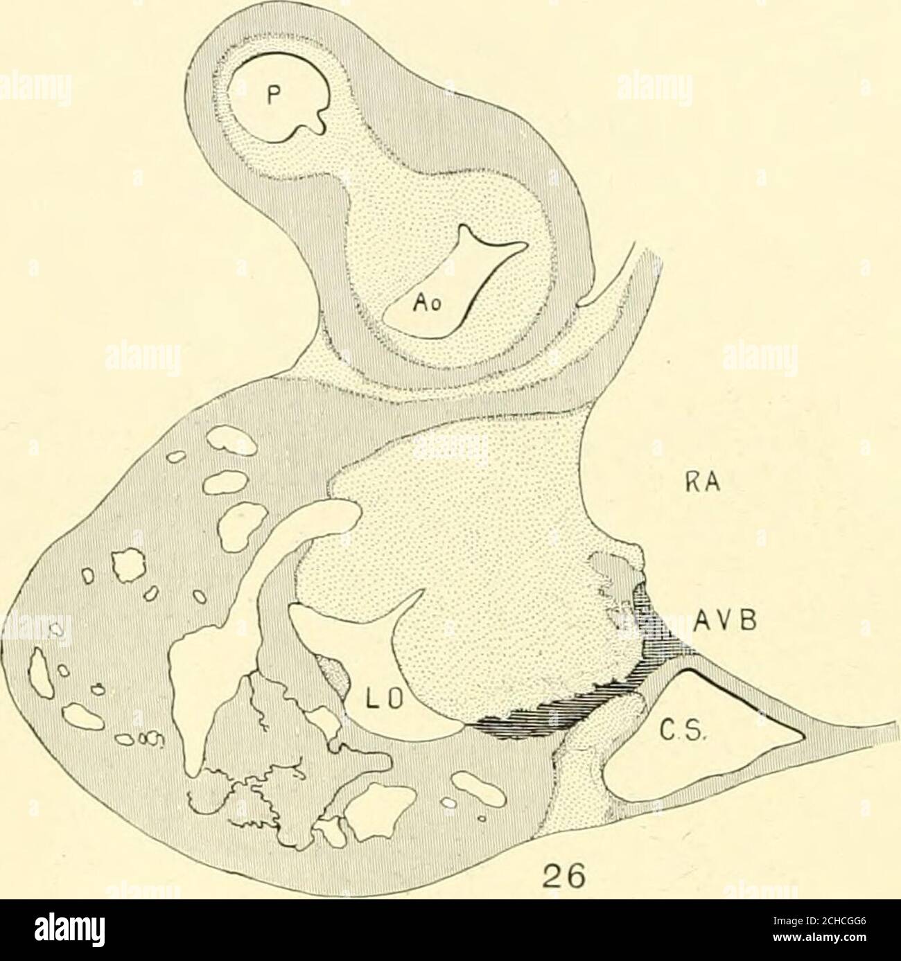 . The American journal of anatomy . WfrWs 4S$MZfr*ms& 2425 P. Cu ...
