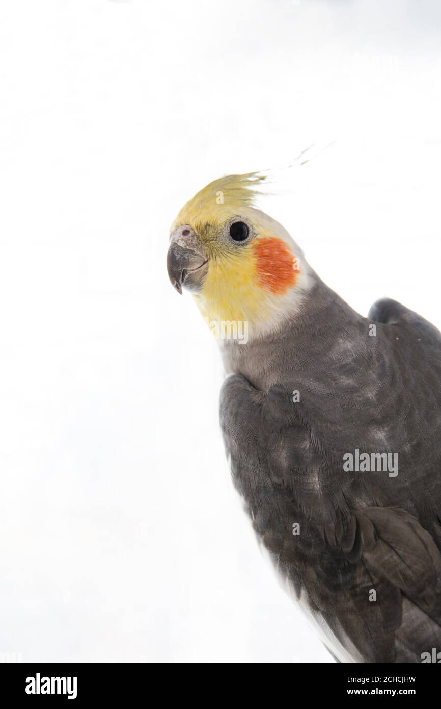 Grey cockatiel on white background Stock Photo - Alamy