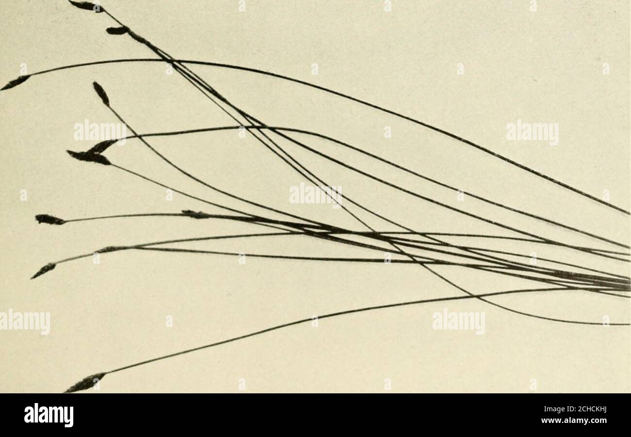 . The book of grasses : an illustrated guide to the common grasses, and ...