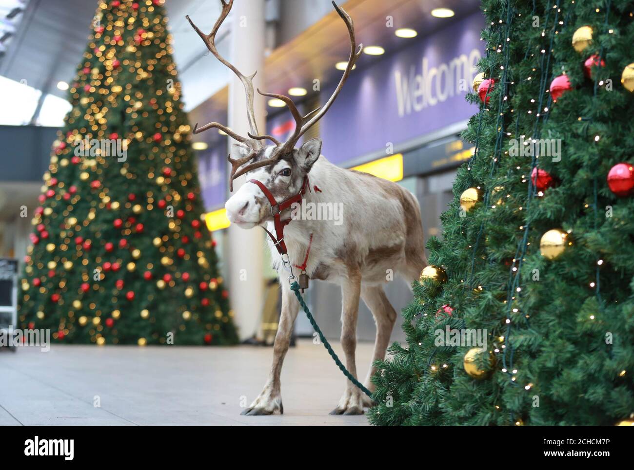 EDITORIAL USE ONLY Stig the reindeer offers a festive farewell to ...