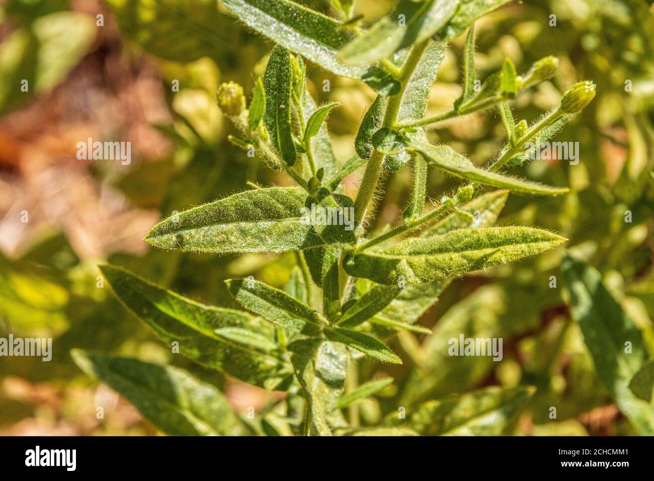 Sticky fleabane dittrichia viscosa hi-res stock photography and images ...