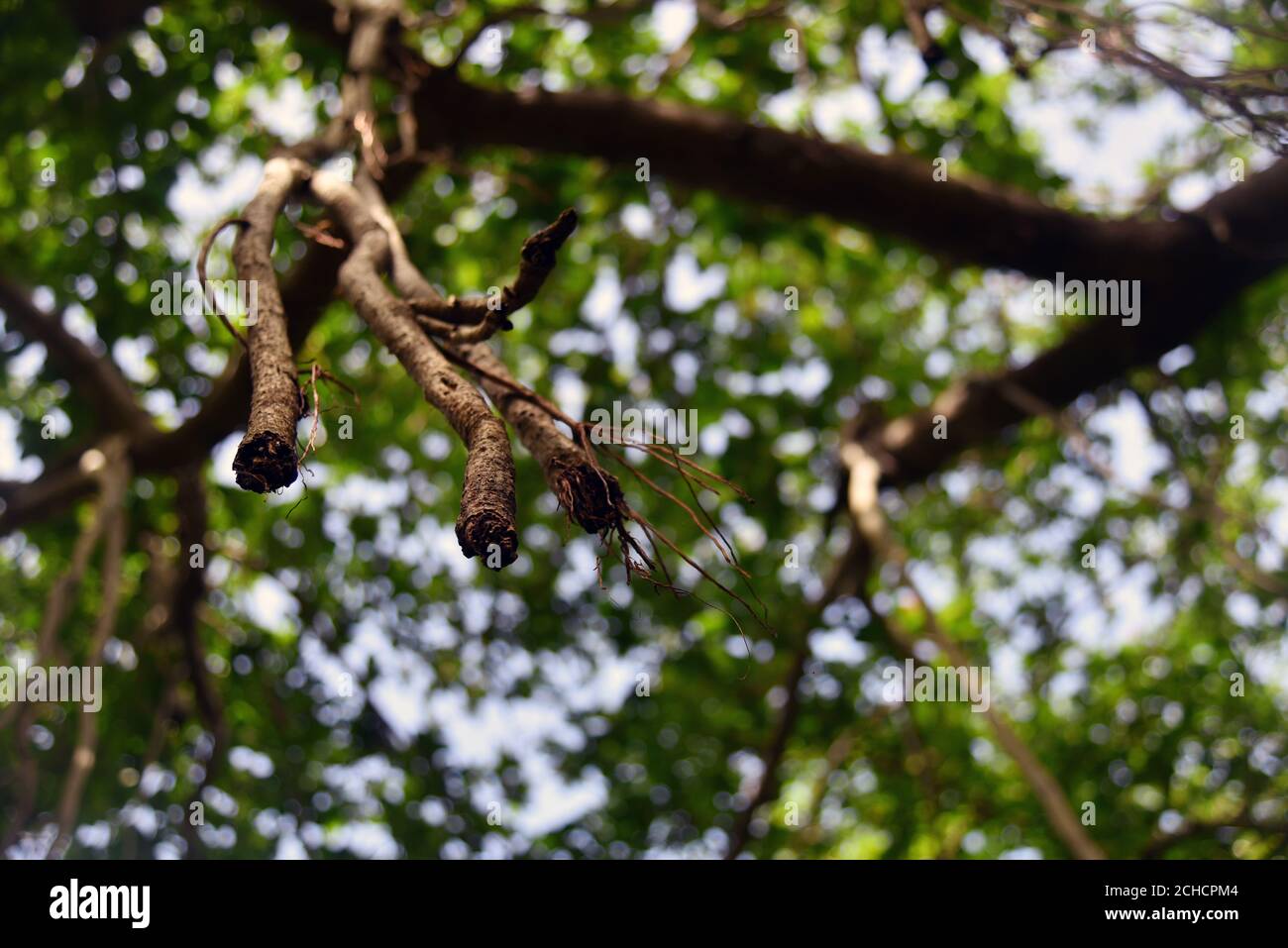 Dry tree branches close up with sharp focus and blurred tree background ...