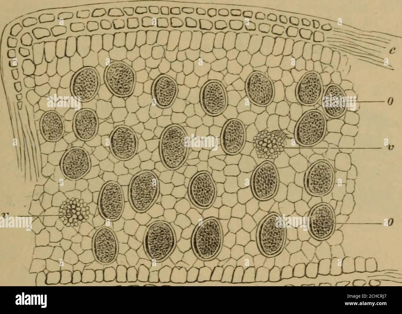 Schicht der epidermis hi-res stock photography and images - Alamy