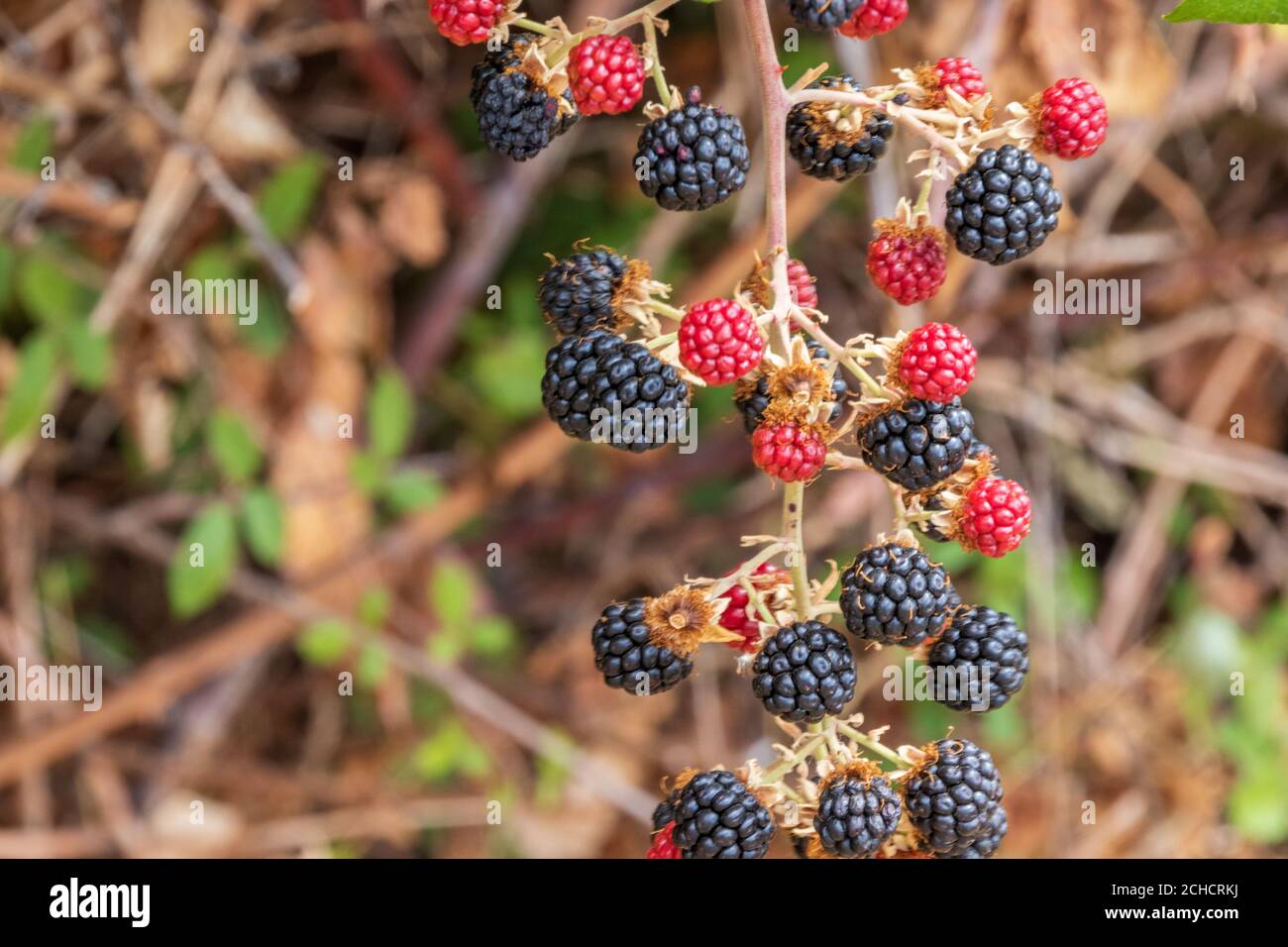 Rubus ulmifolius hi-res stock photography and images - Alamy