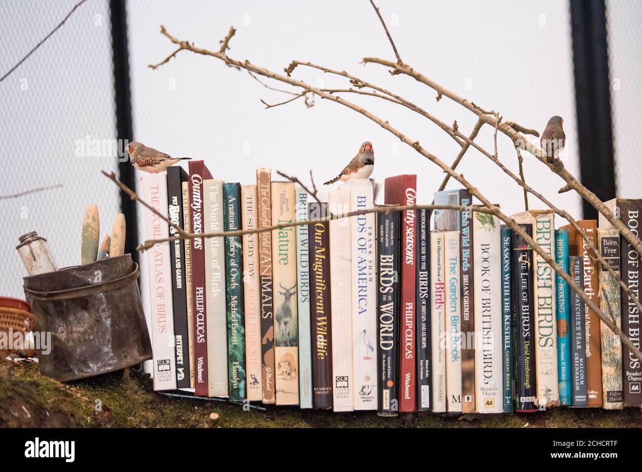 EDITORIAL USE ONLY An artwork entitled 'The Library for the Birds of ...