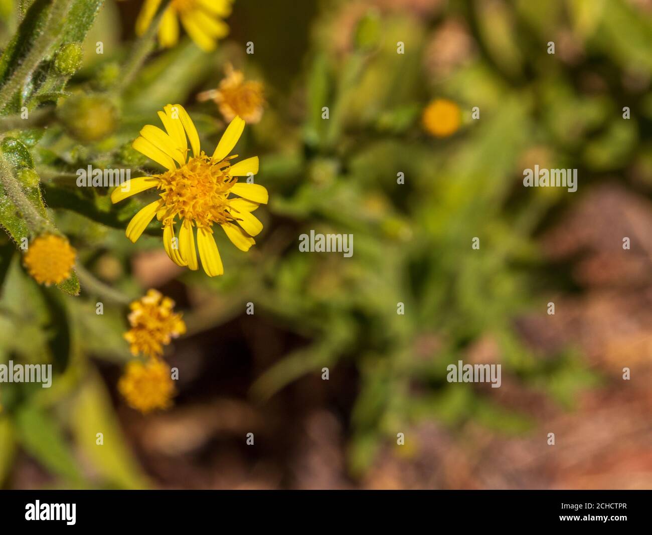 Sticky fleabane dittrichia viscosa hi-res stock photography and images ...