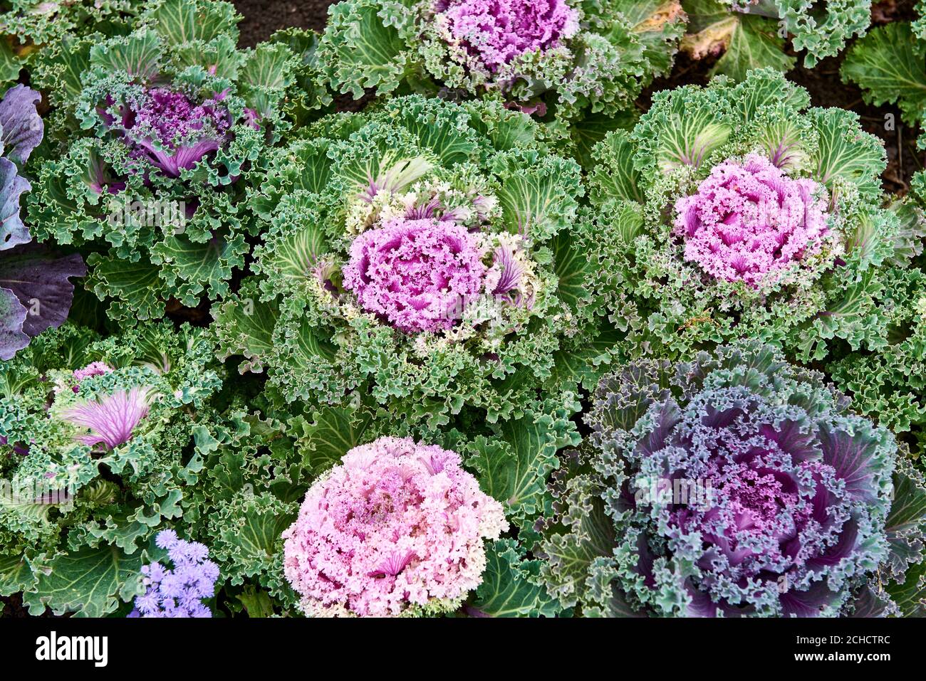 Ornamental cabbage winter hi-res stock photography and images - Alamy
