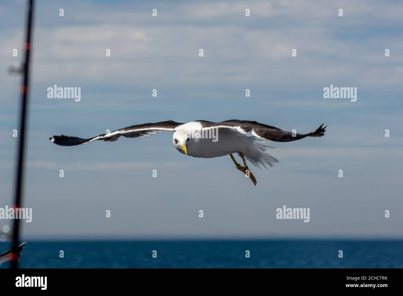 A picture of a flying seagull close to a fishing boat. A clear blue sky ...