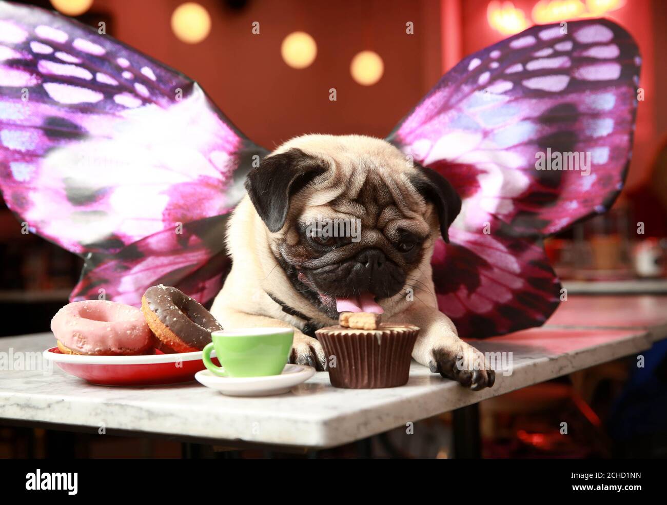 EDITORIAL USE ONLY Walter the pug, helps Three to announce the worldÕs ...