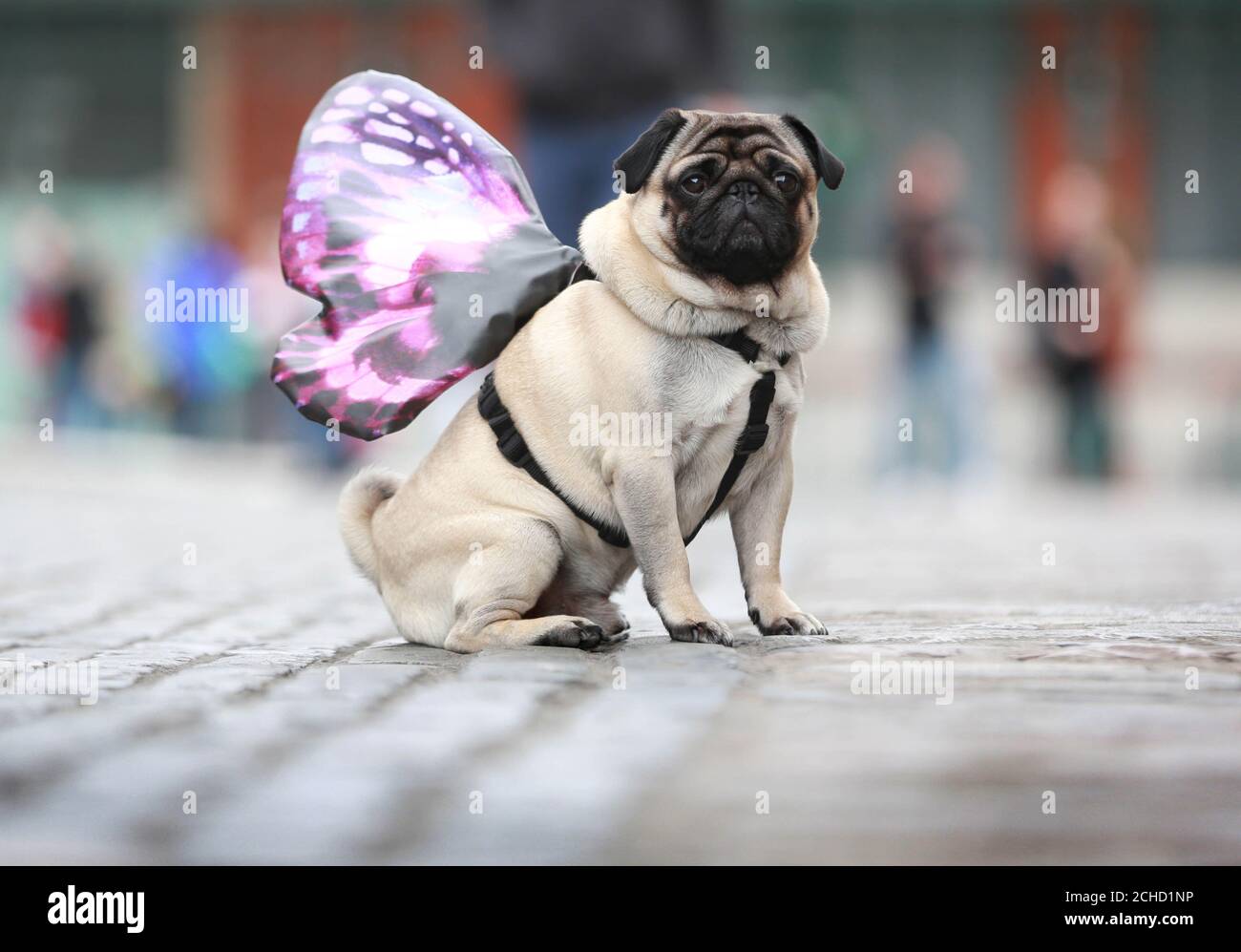 EDITORIAL USE ONLY Walter the pug, helps Three to announce the worldÕs ...